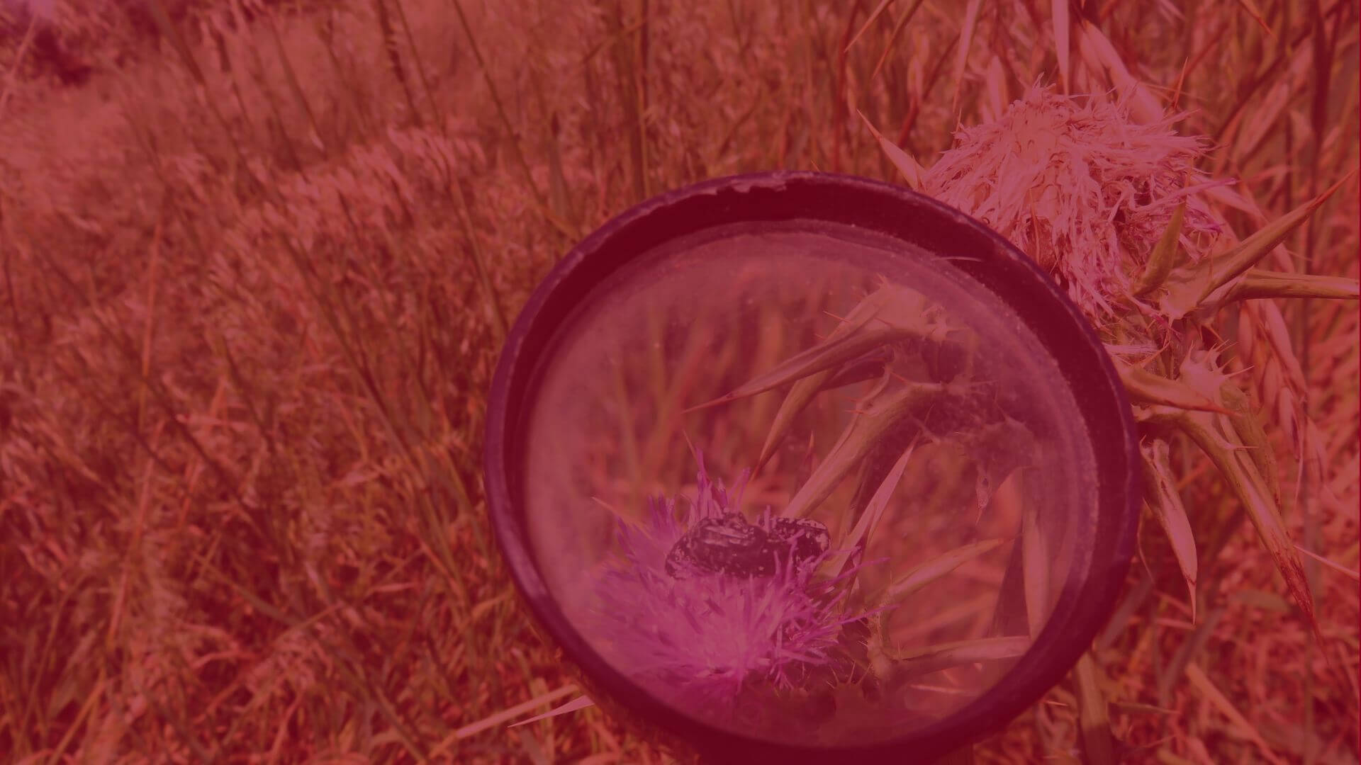 Entomolog - jak nim zostać, czym się zajmuje, ile zarabia entomolog